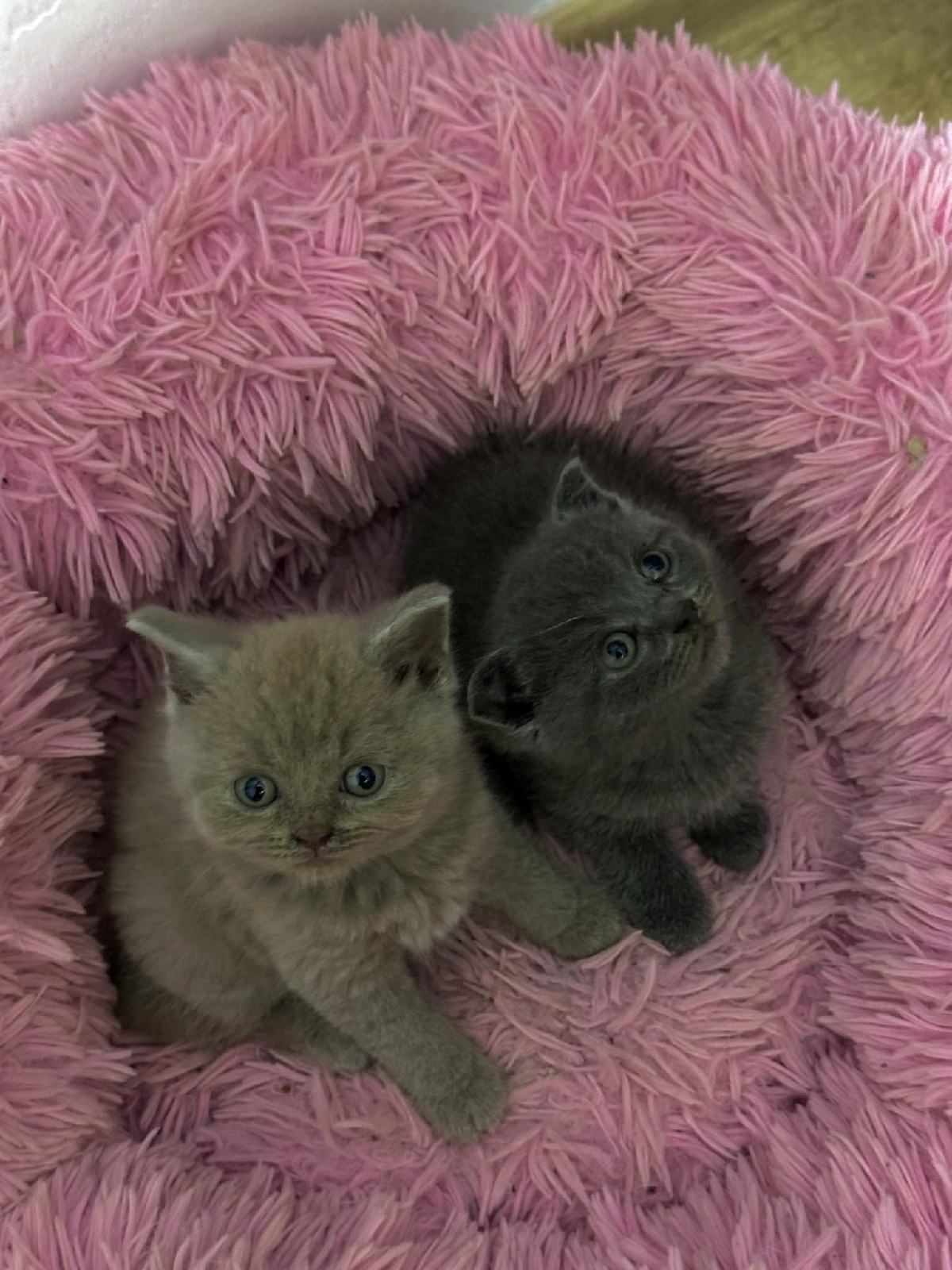 Britanski kratkodlaki macici