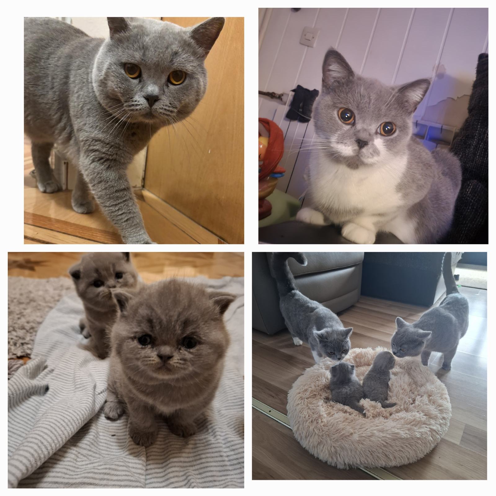 Britanski kratkodlaki macici