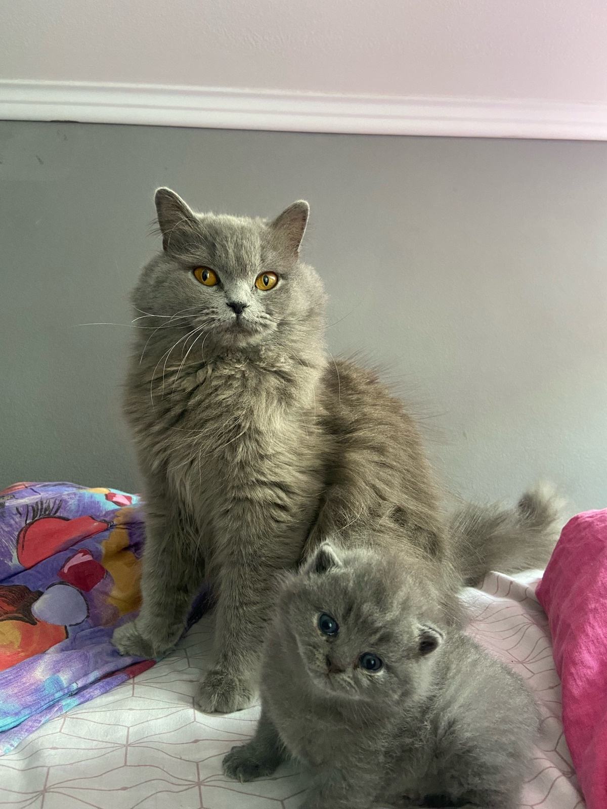 Britanski macic kratkodlaki