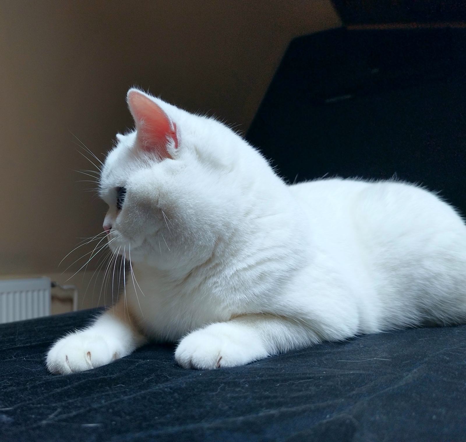 Britanska kratkodlaka mačka , FIFe rodovnik