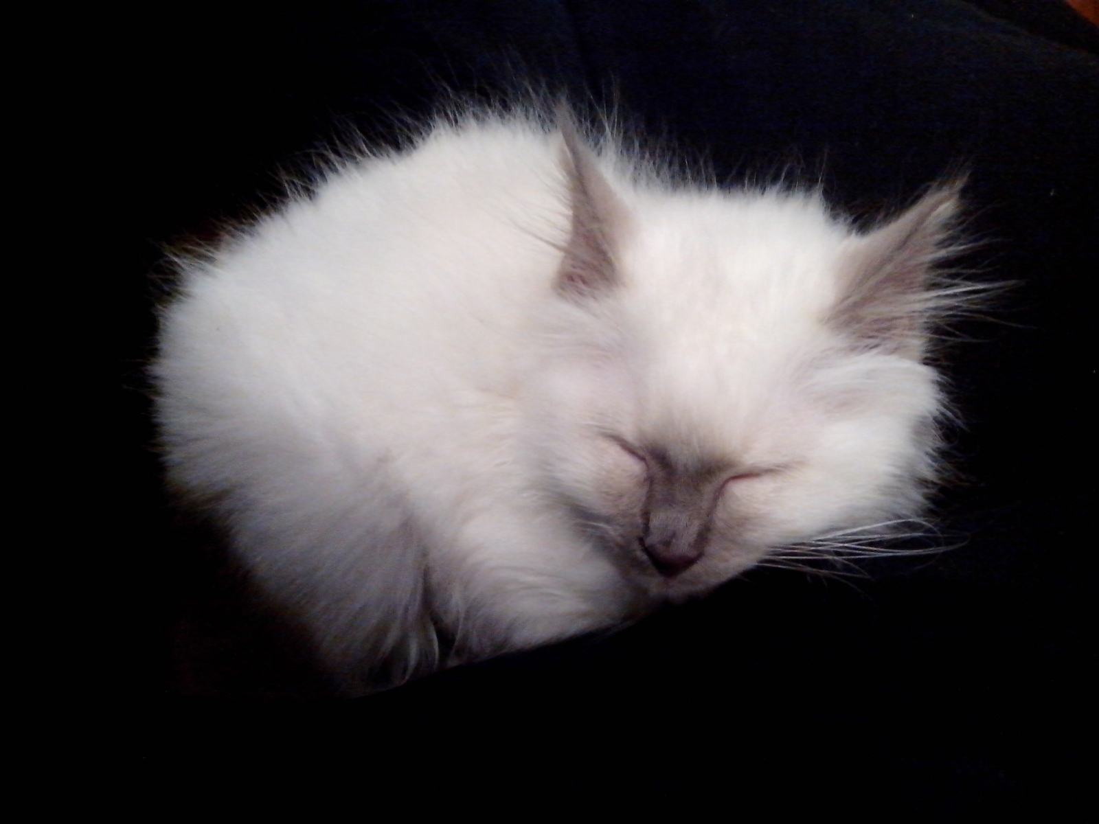 čistokrvni mačiči Sveta Birma (holy birman) blue point i blue tabby