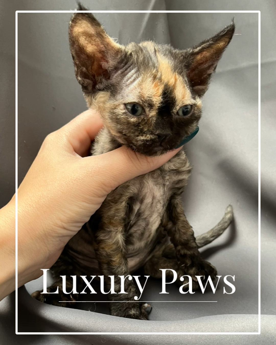 Devon Rex, FiFe rodovnik