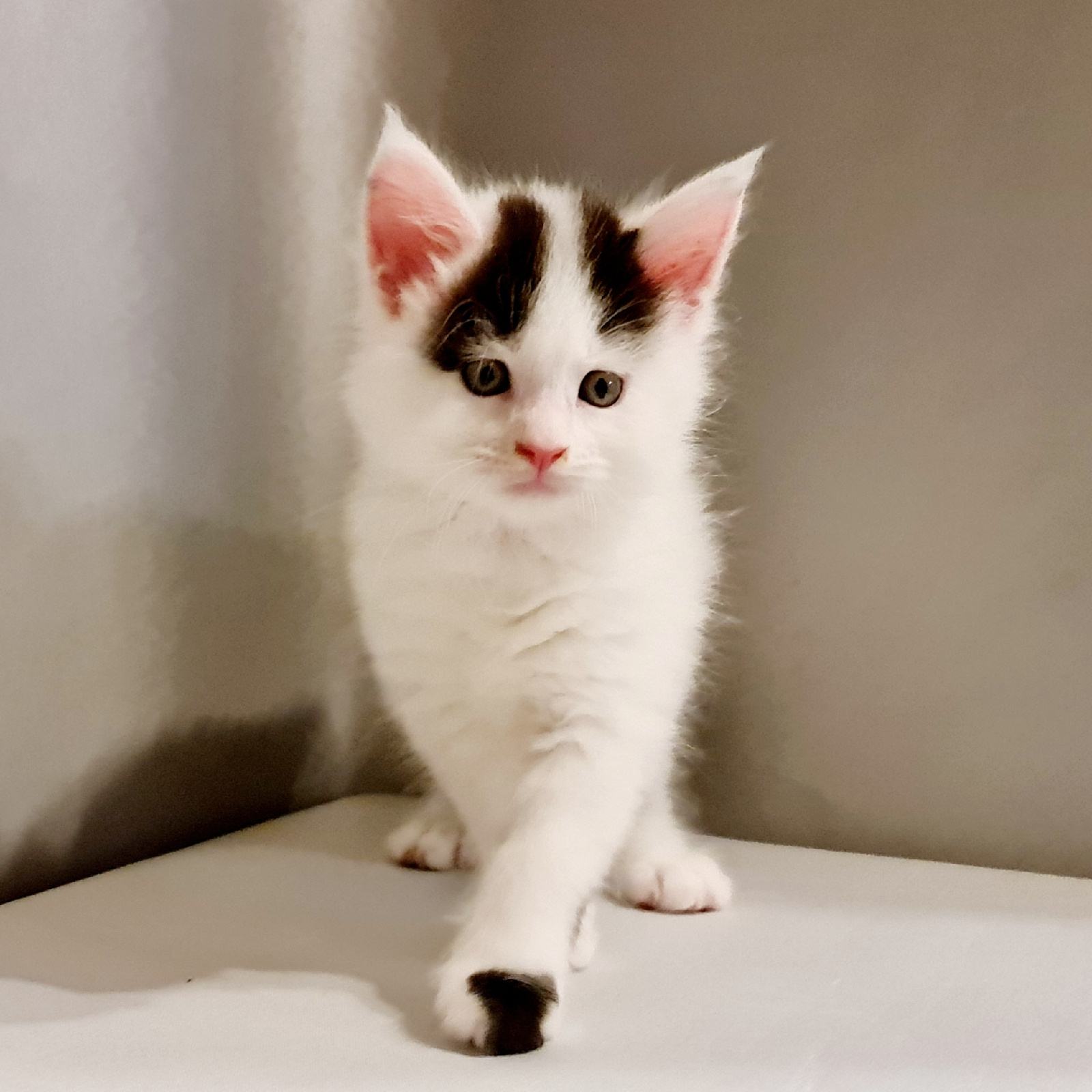 INKI Maine Coon cistokrvni WCF registracija