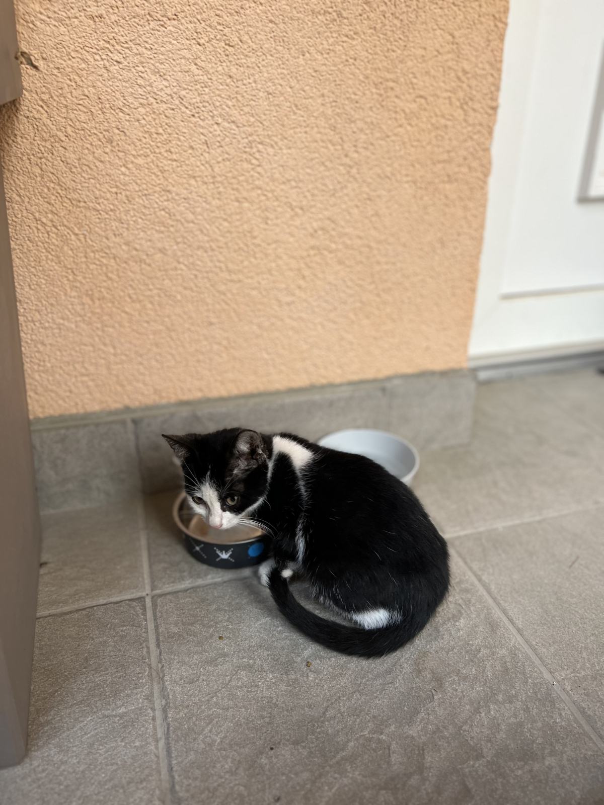 Macic za udomljavanje