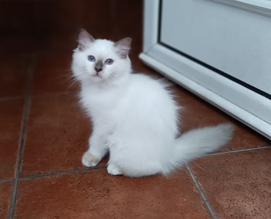 Mačići rase sveta birma