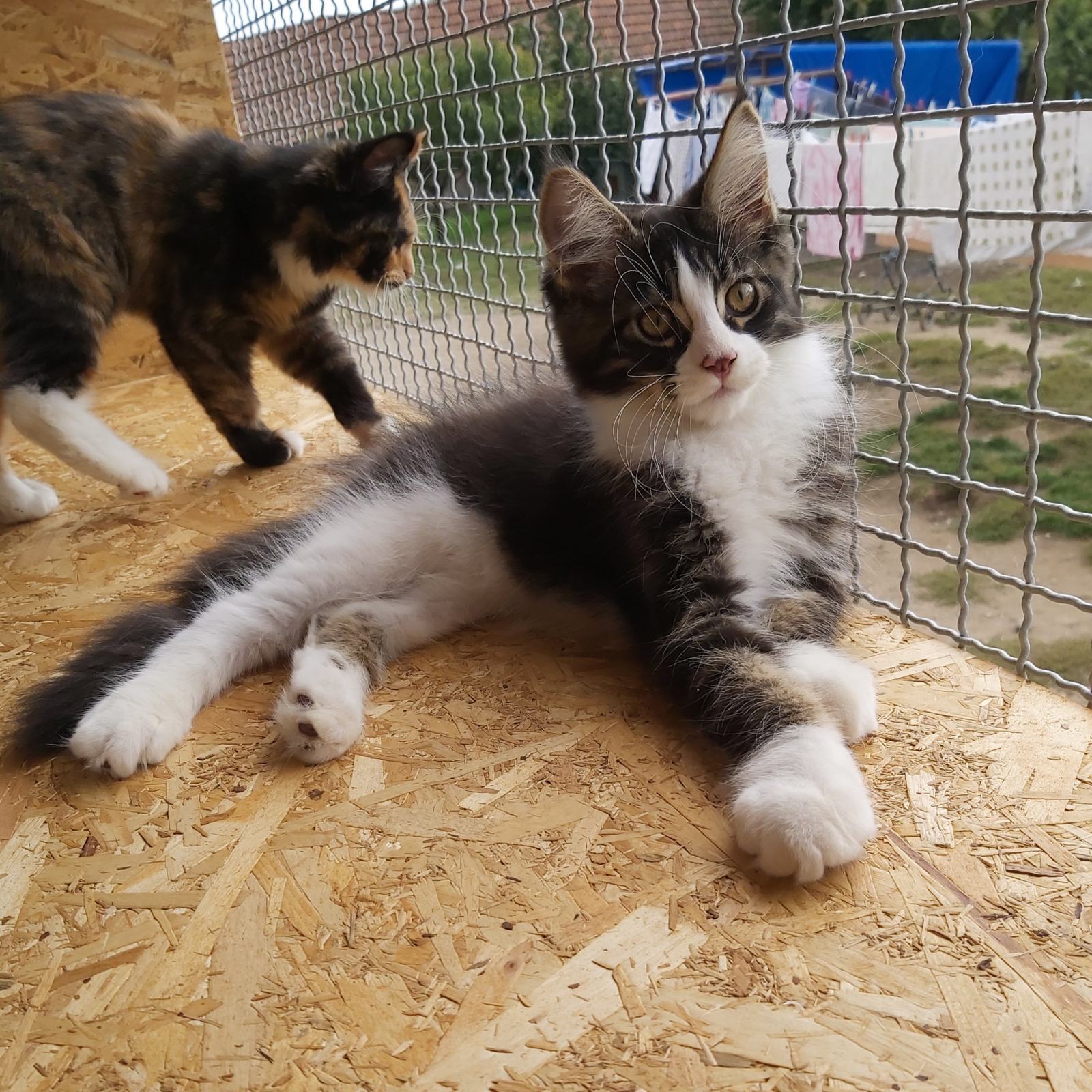 Maine coon mačići sa rodovnicom Riocoons*HR