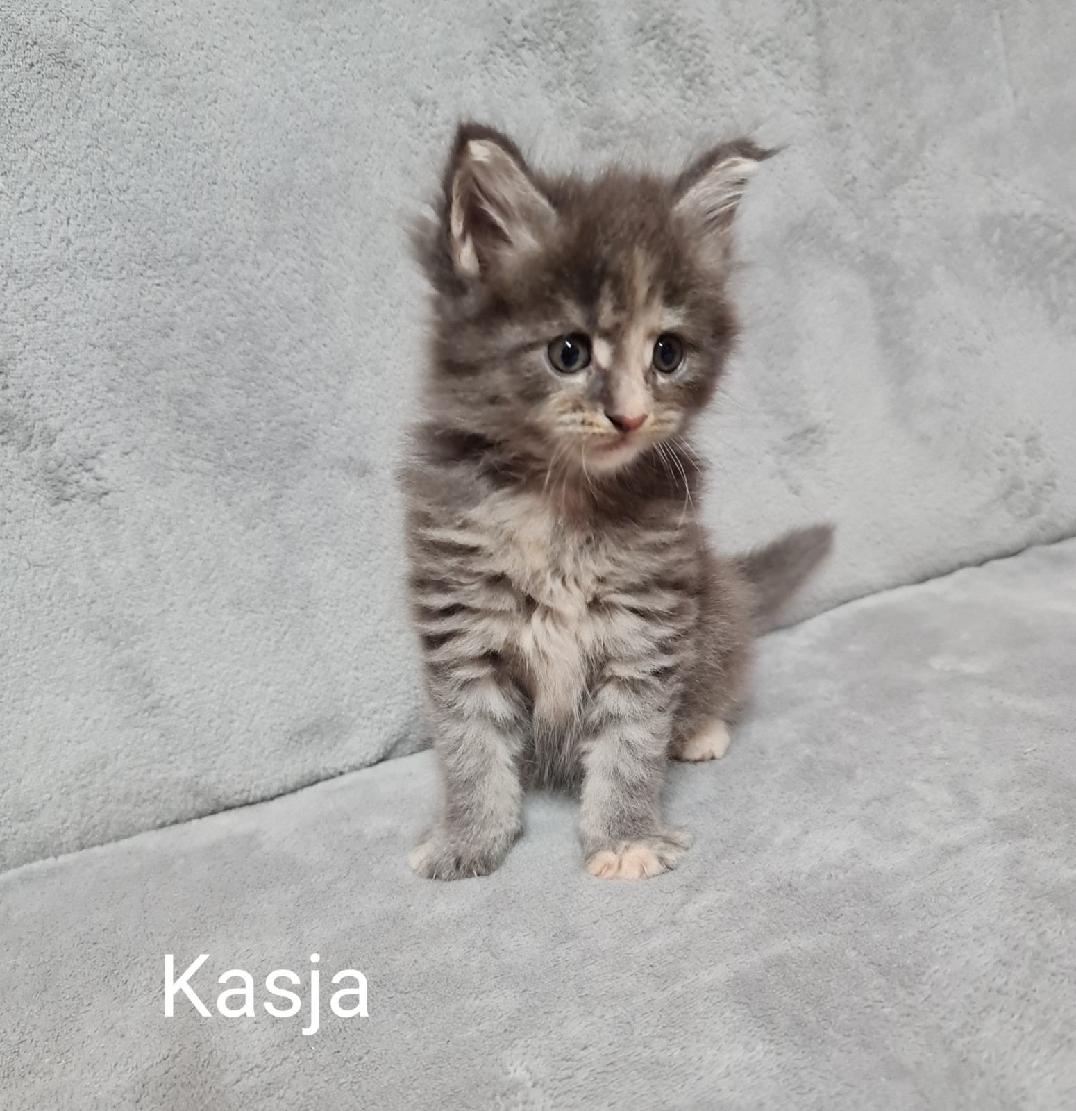 MAINE COON - RIOCOONS*HR