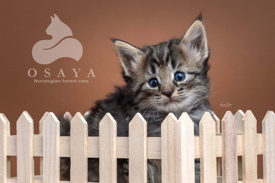 Norveška šumska mačka, norveški šumski mačići