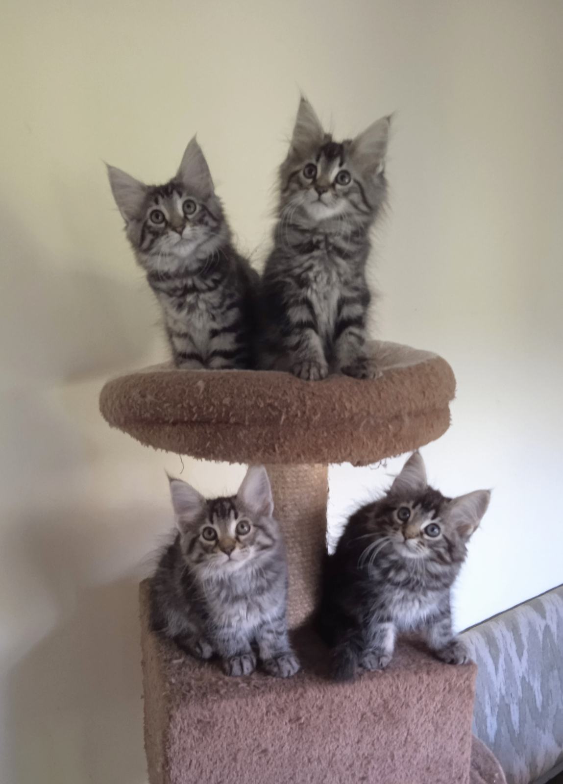 Norveška šumska mačka