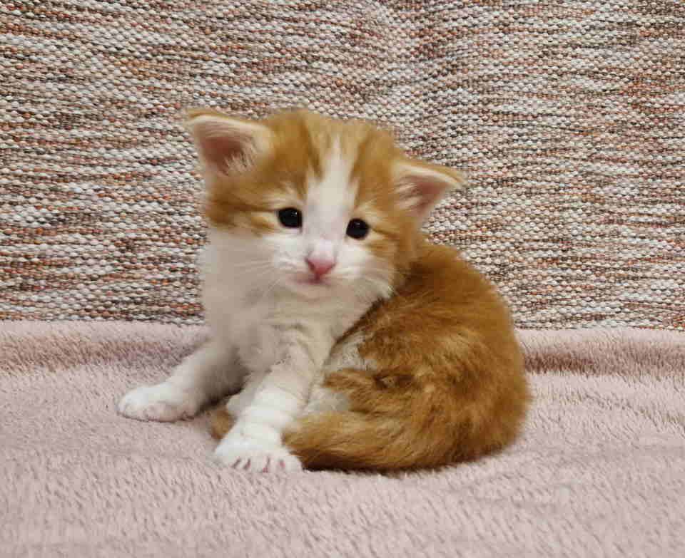 Norveška šumska mačka