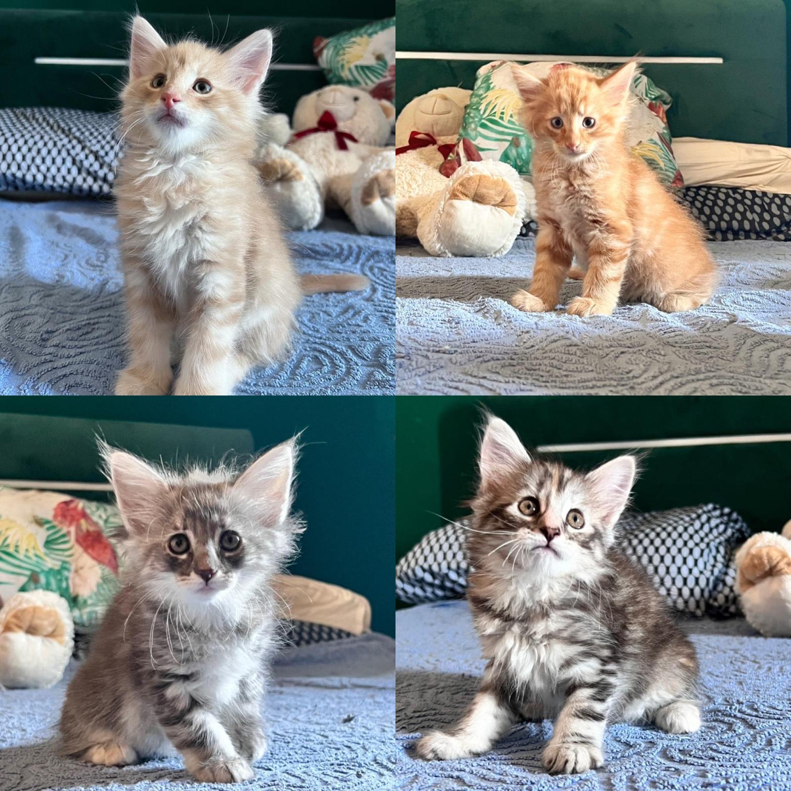 Norveška šumska mačka- WCF rodovnica