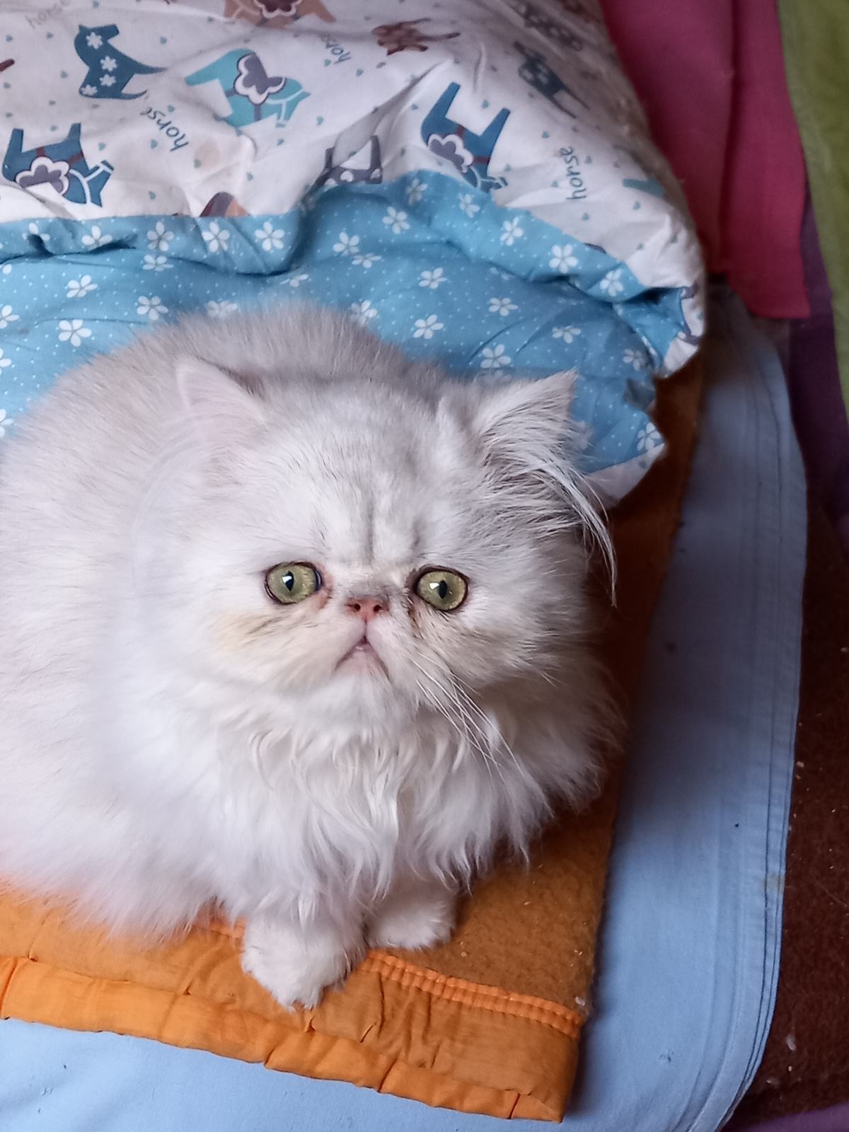 Perzijski mačići s FIF-e rodovnicom