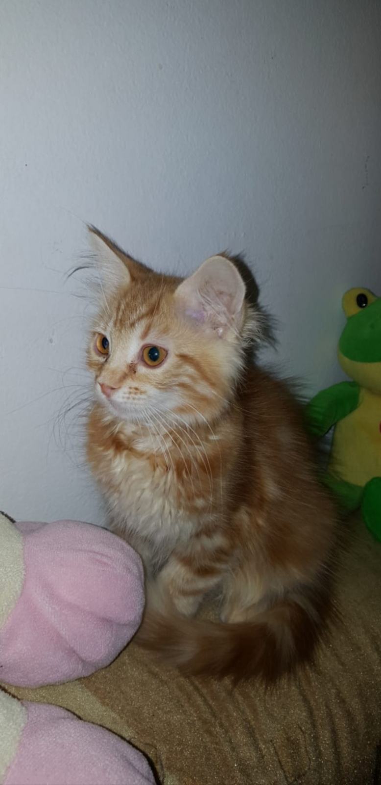 Pikica trazi novi dom - maine coon ljepotica