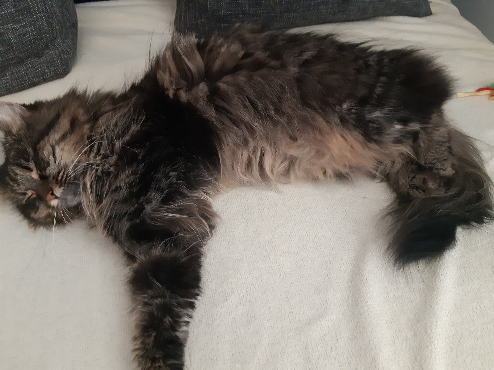 Prodaje se mjesanka main coona