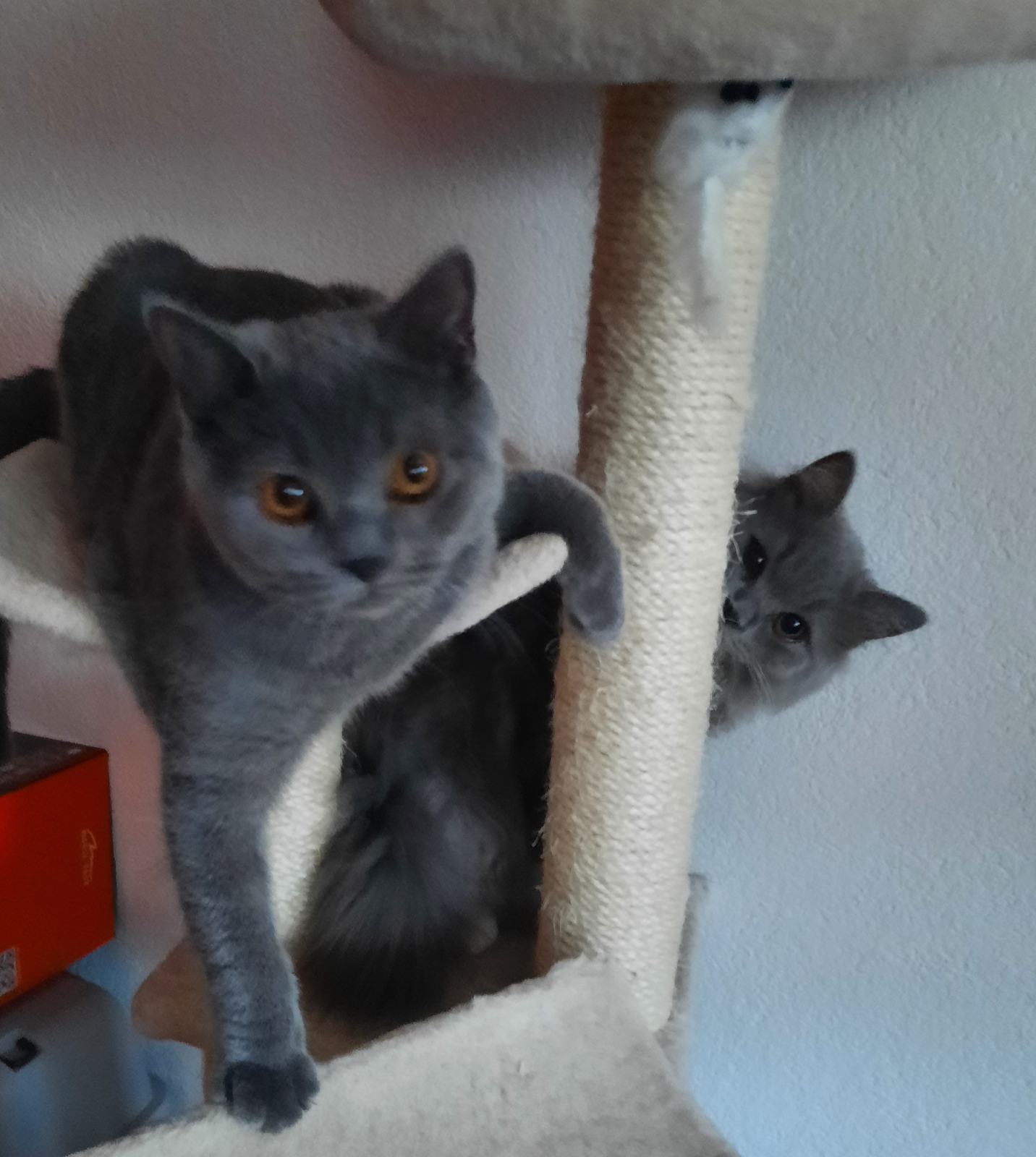 Prodajem britanske mačke