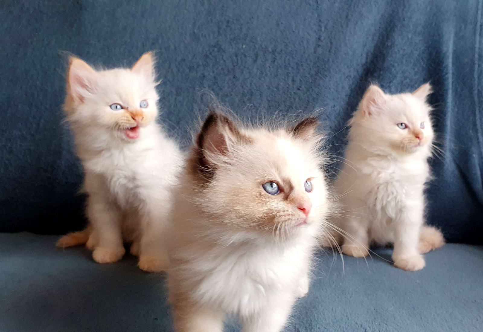 Macici Ragdoll i Sveta Birma ( Cijena nije fiksna! )