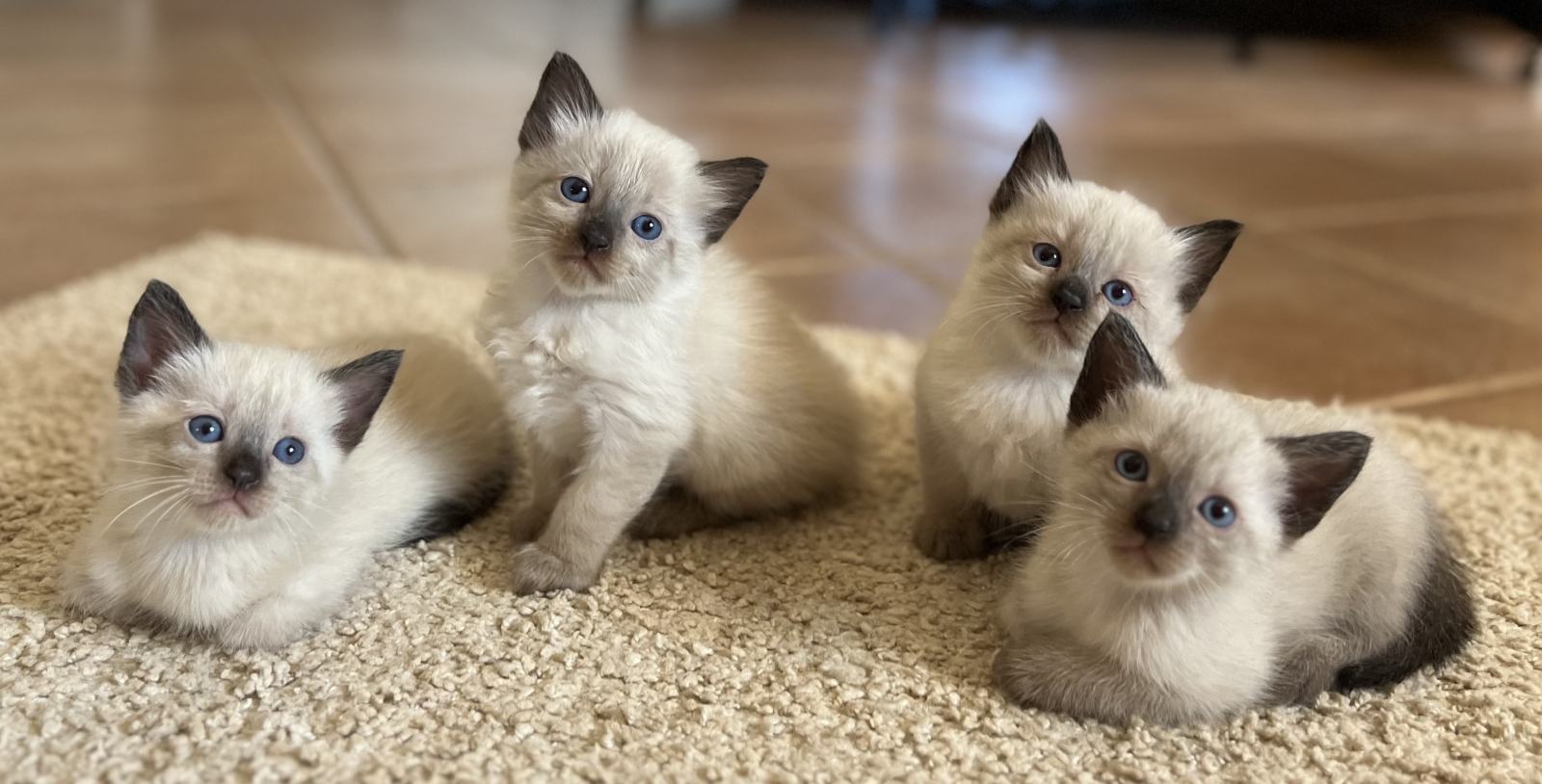 Ragdoll x Sijamski mačić (Ragamese mačić)