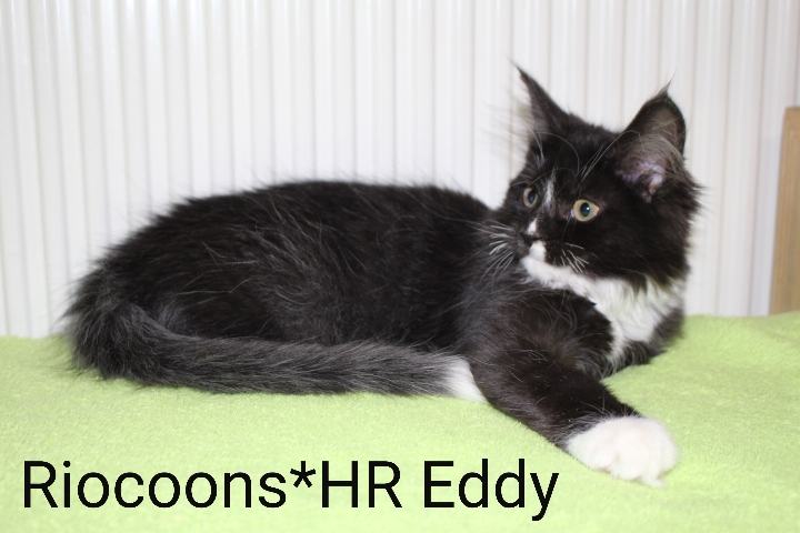 Riocoons*HR Eddy Maine Coon