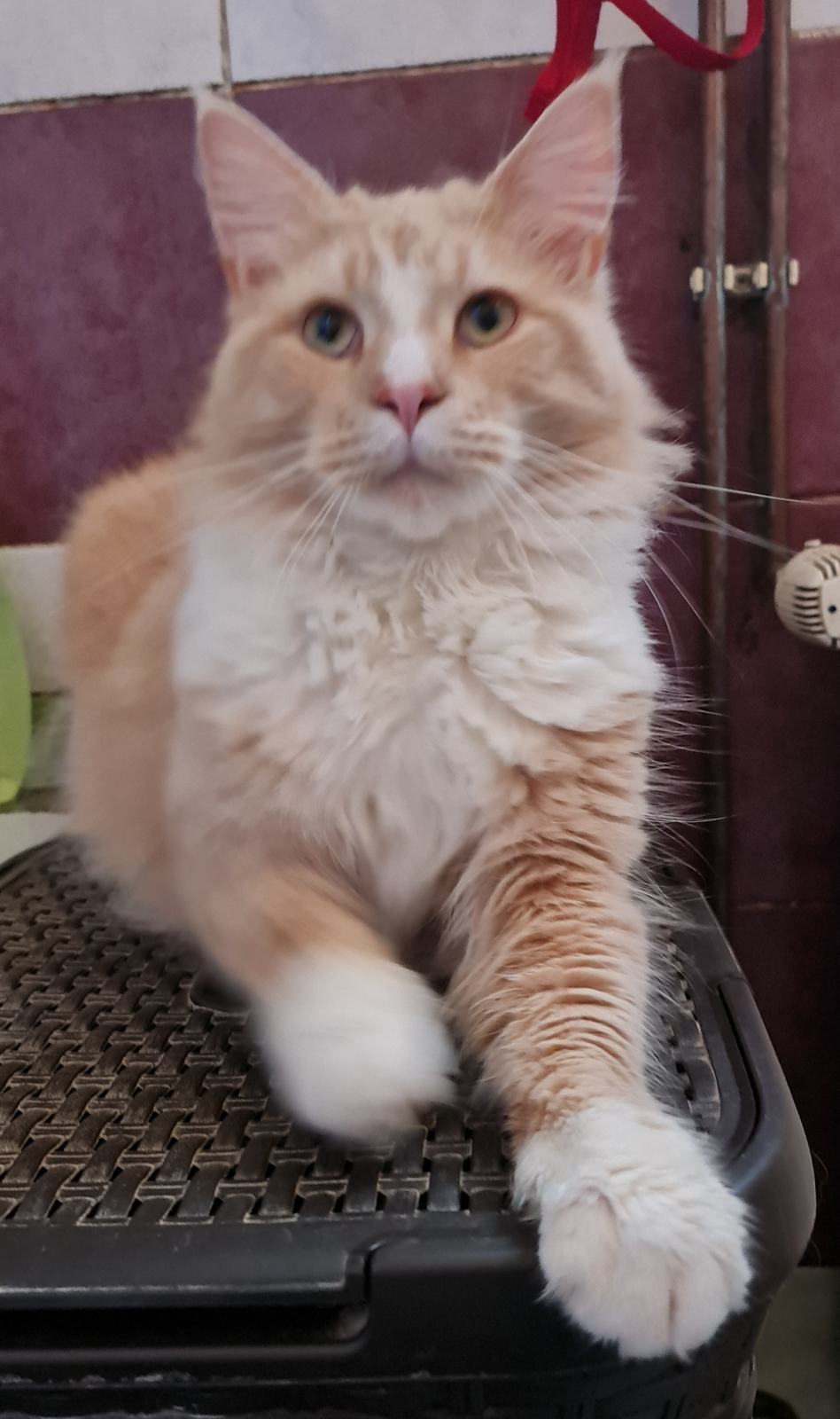 Riocoons*HR MAINE COON