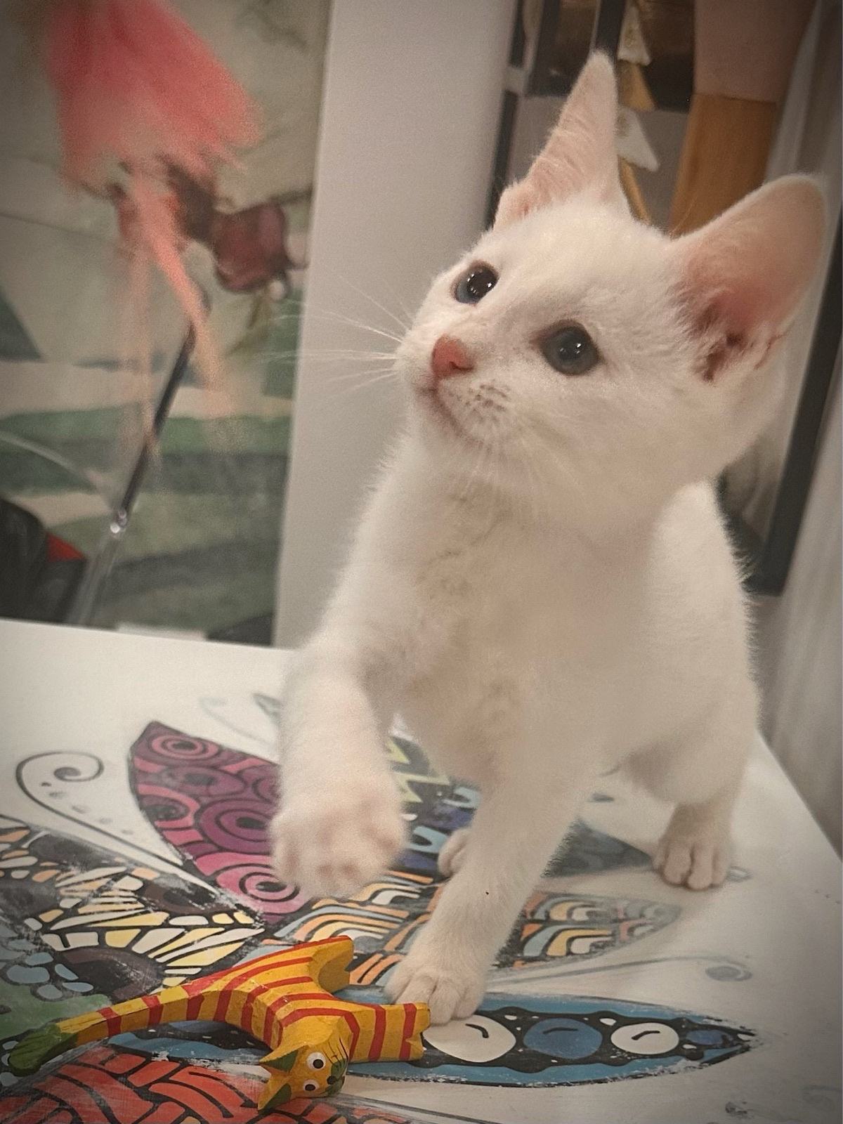 Ruska plava i bela maca