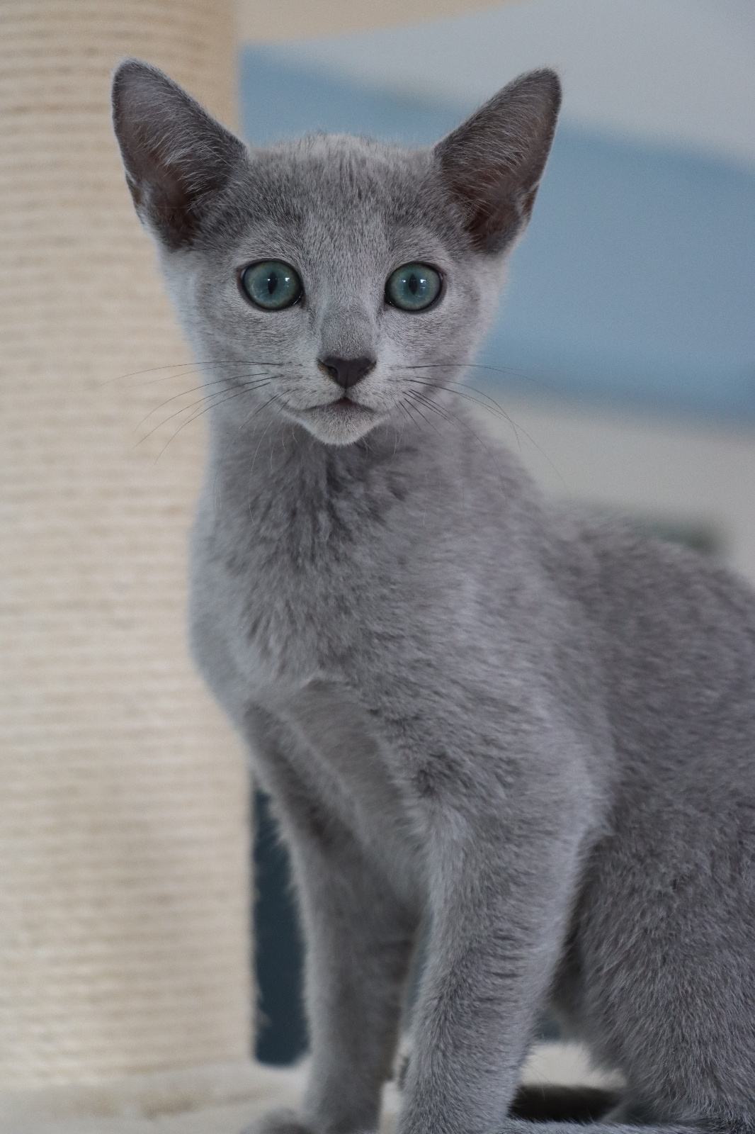 Ruska plava mačka - muški mačić dosupan za preuzimanje