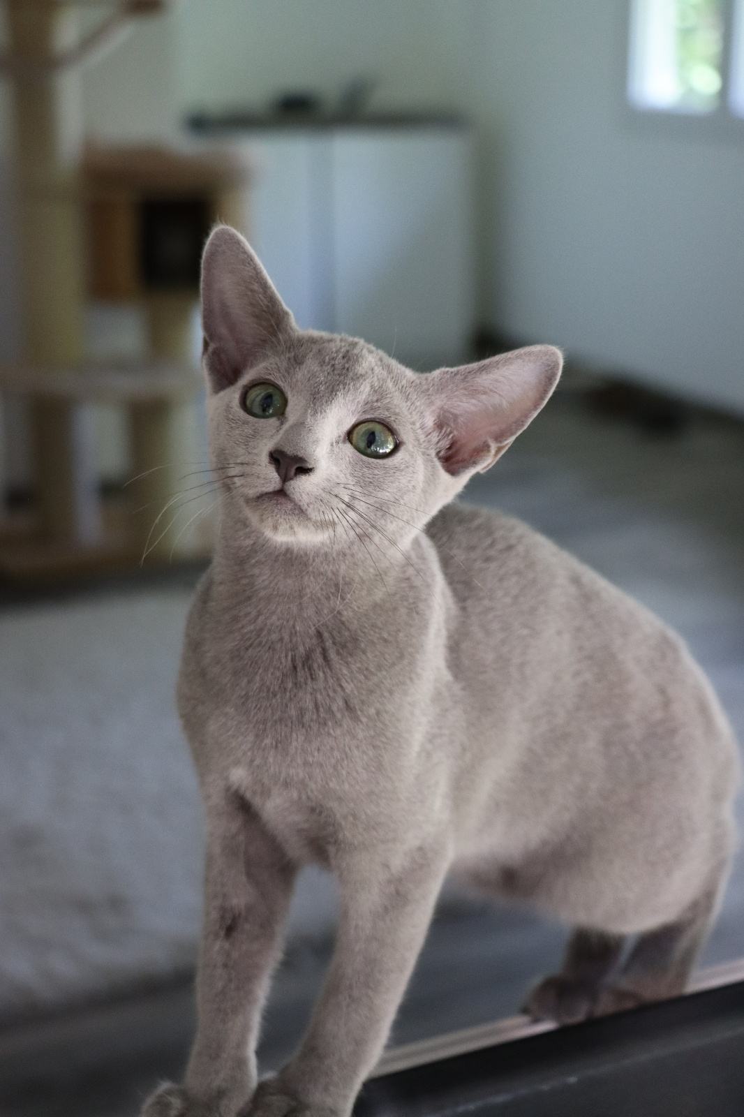 Ruska plava mačka - mačiću dostupni za rezervaciju