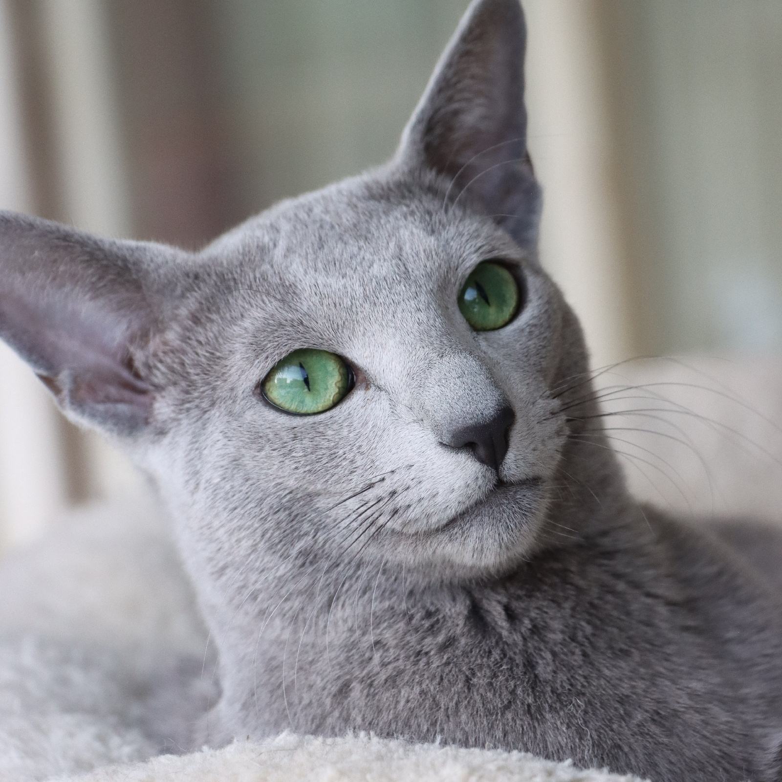 Ruska plava mačka - mačići dostupni za rezervaciju