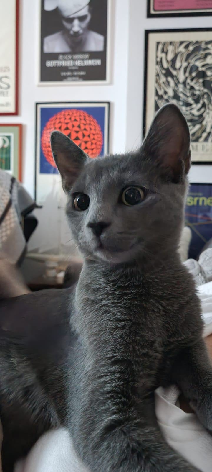 Russian blue macak