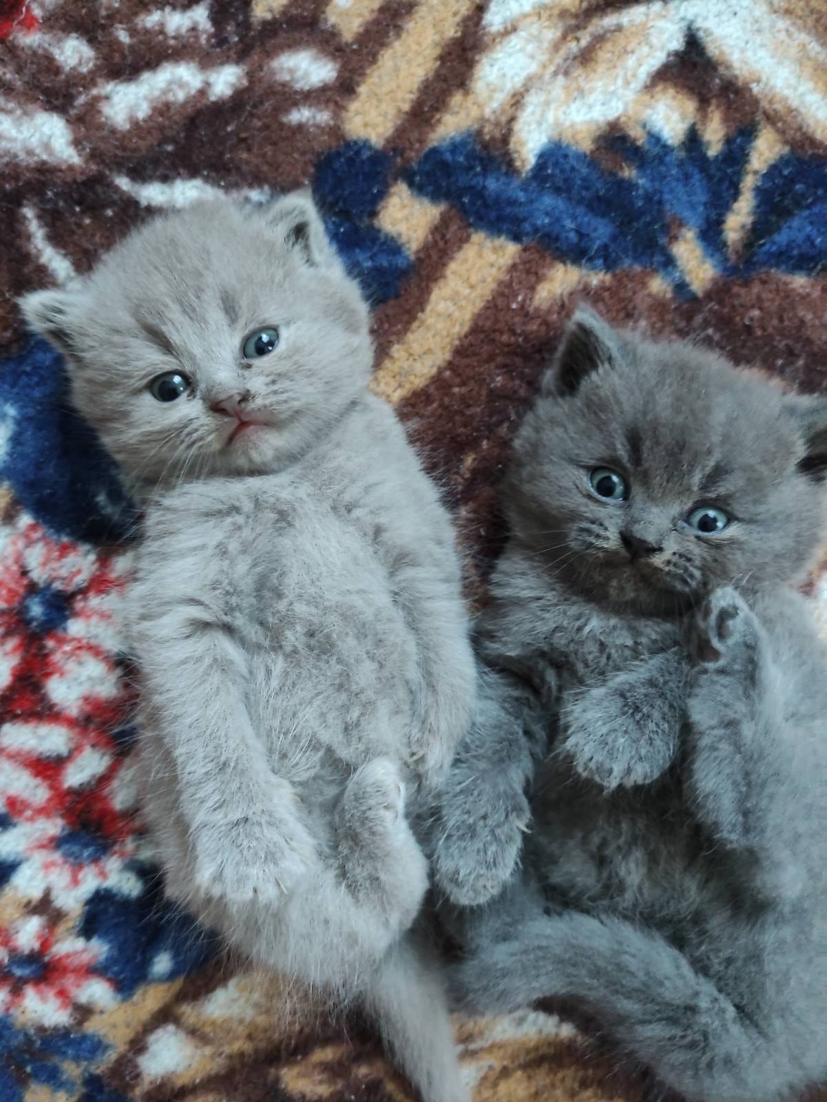 Škotski fold macici