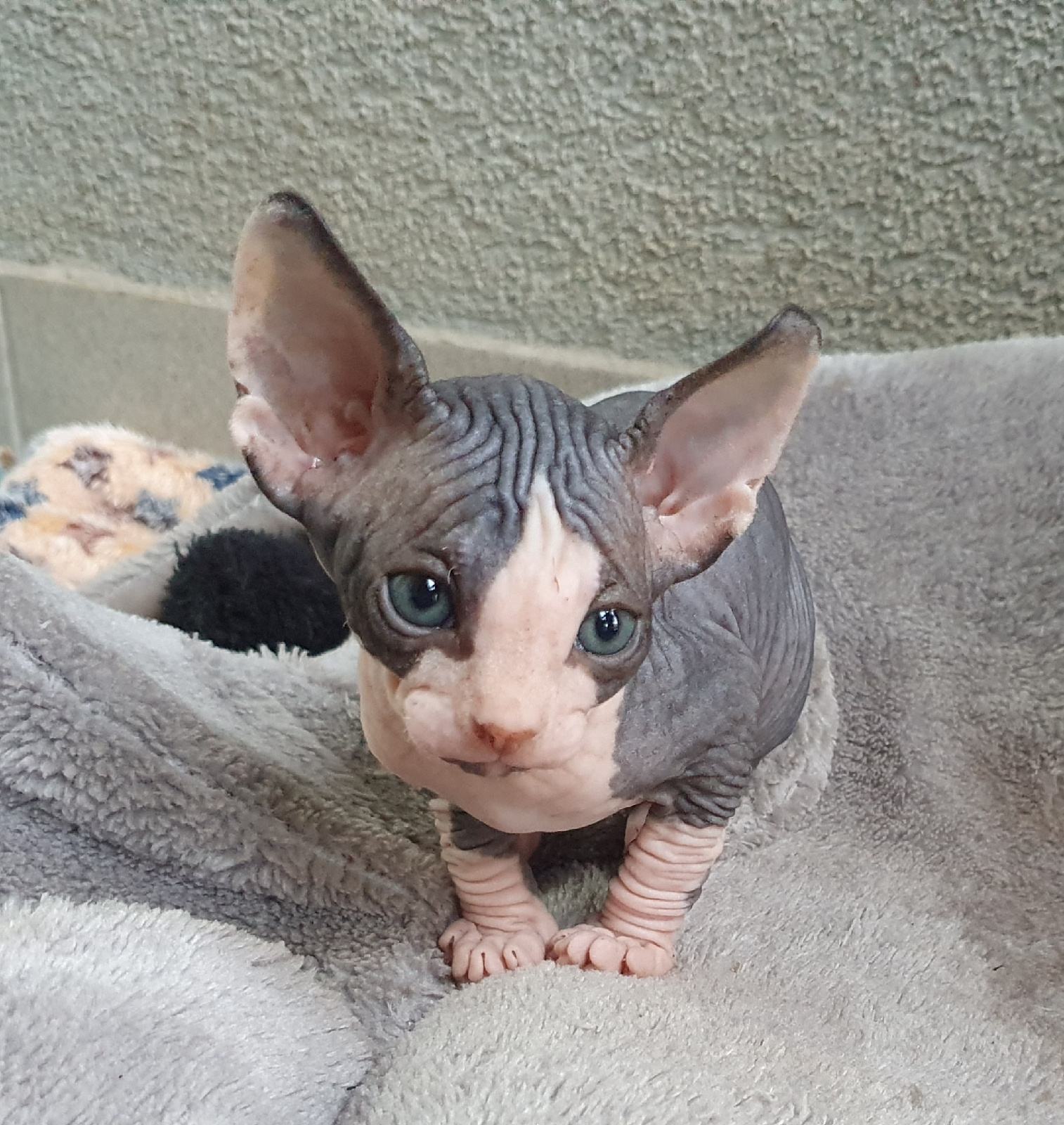 Sphynx mačići (sfinks)