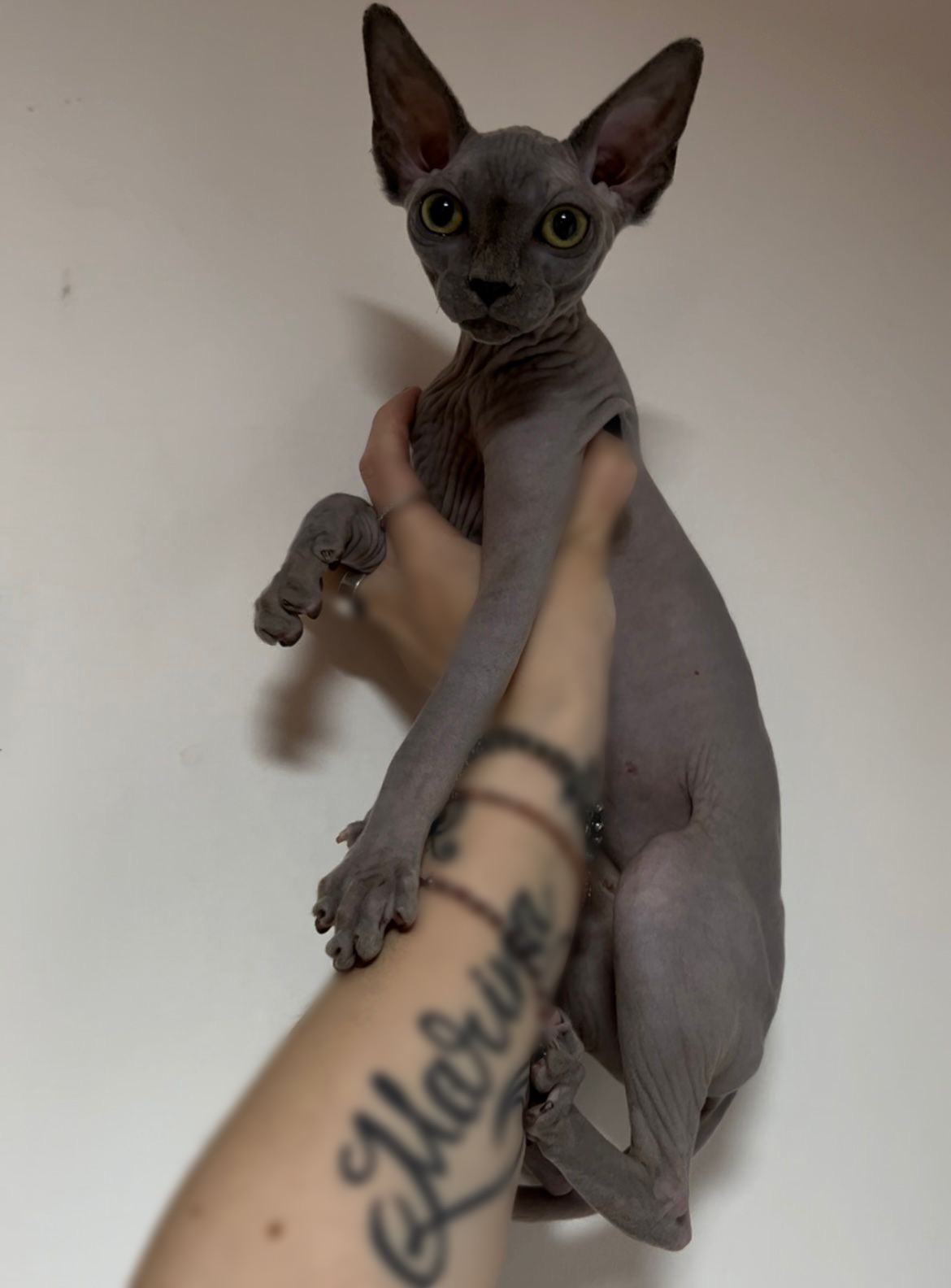 Sphynx mačka