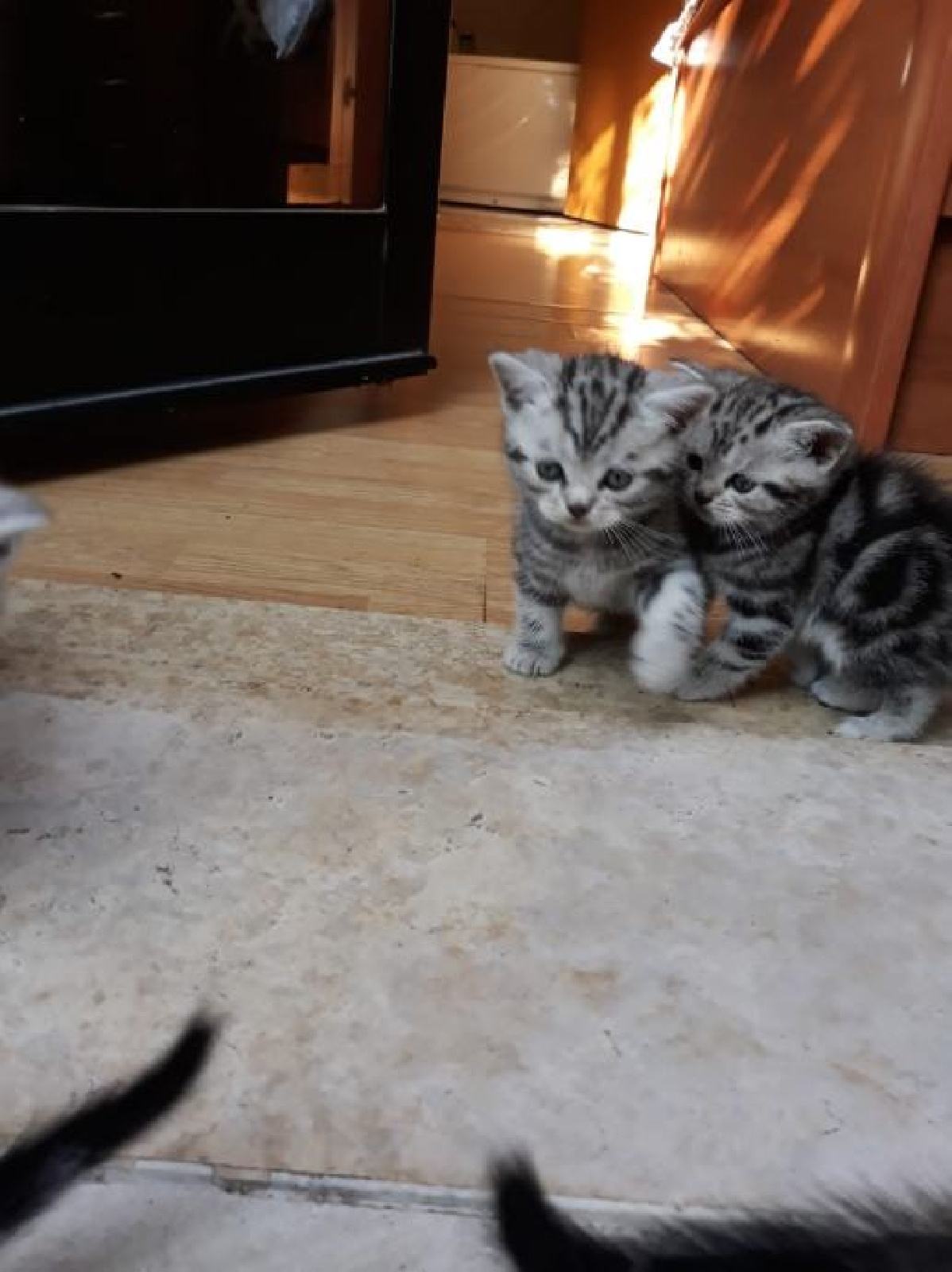 whiskas britanski macici