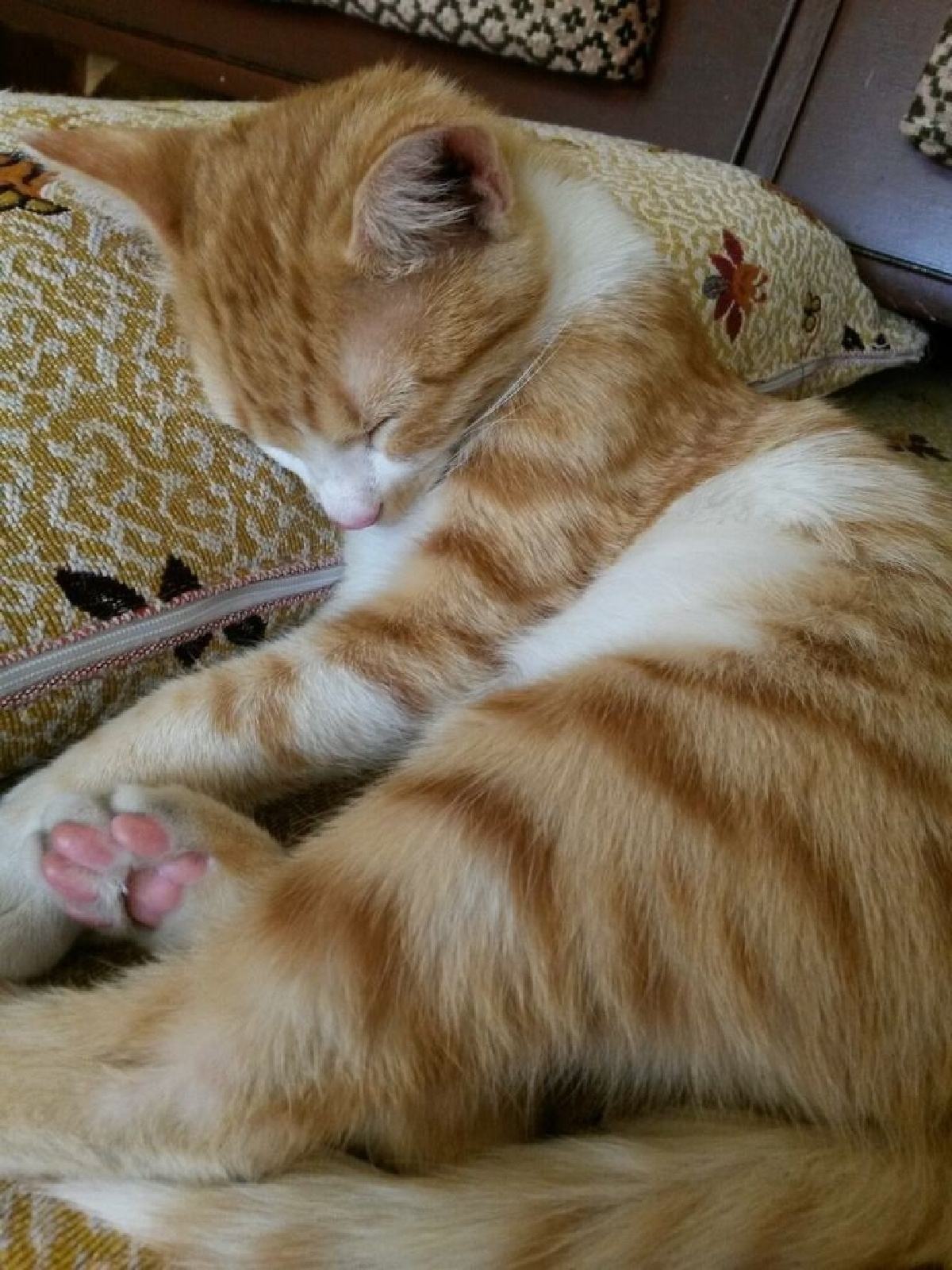 Žuto bijeli mačić