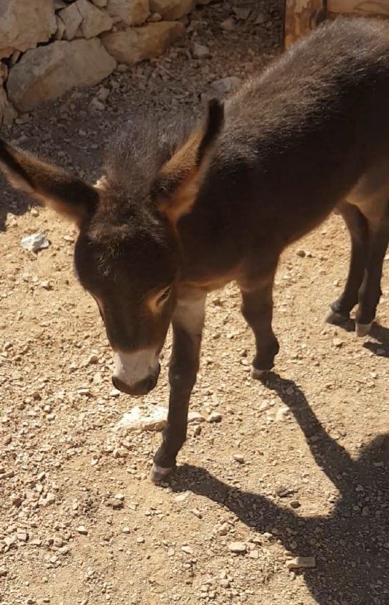 Dalmatinsko mlado magare