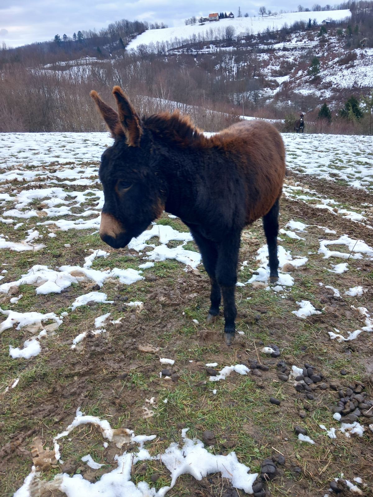 Istarski magarac(pule)