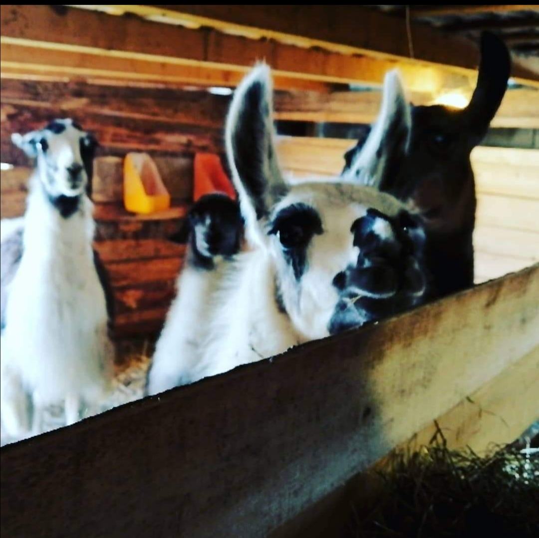 Prodajem lame, lama, ljame, ljama