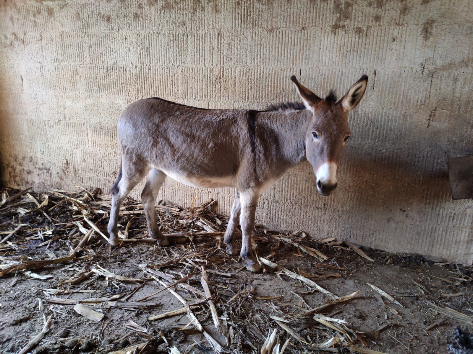 Magarac Đina (žensko)