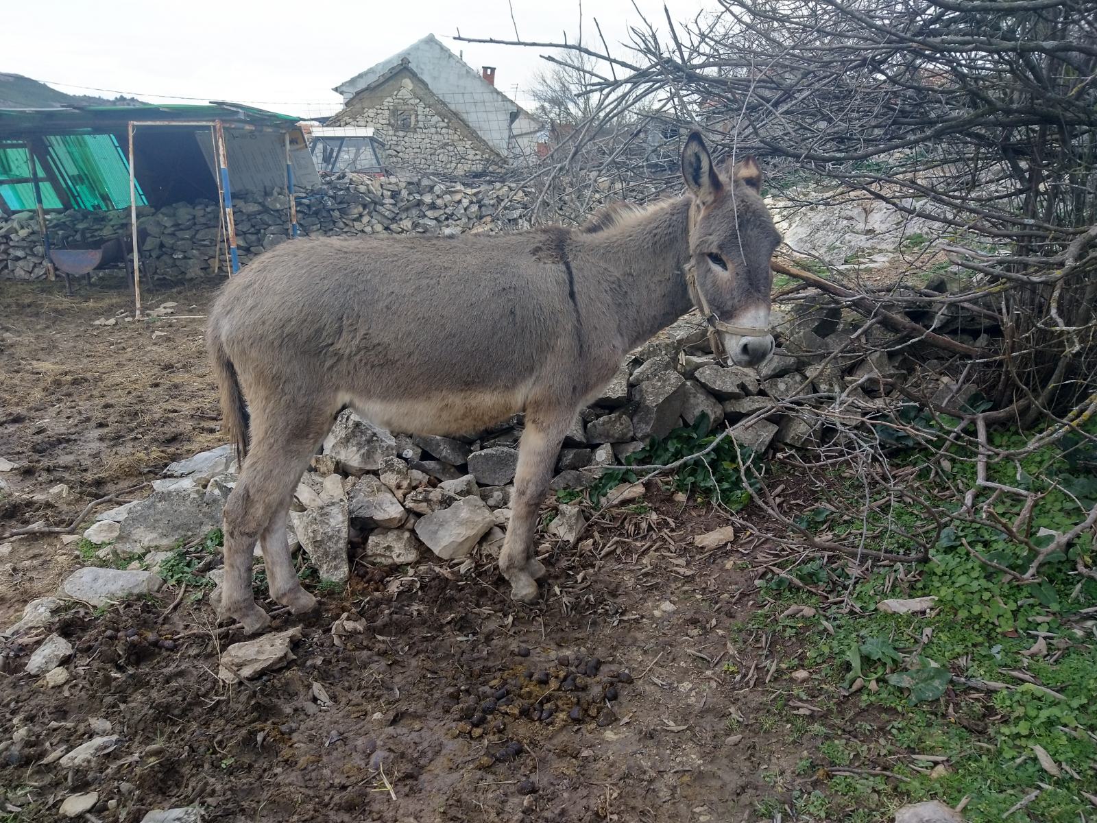 Magarac primorsko dinarski