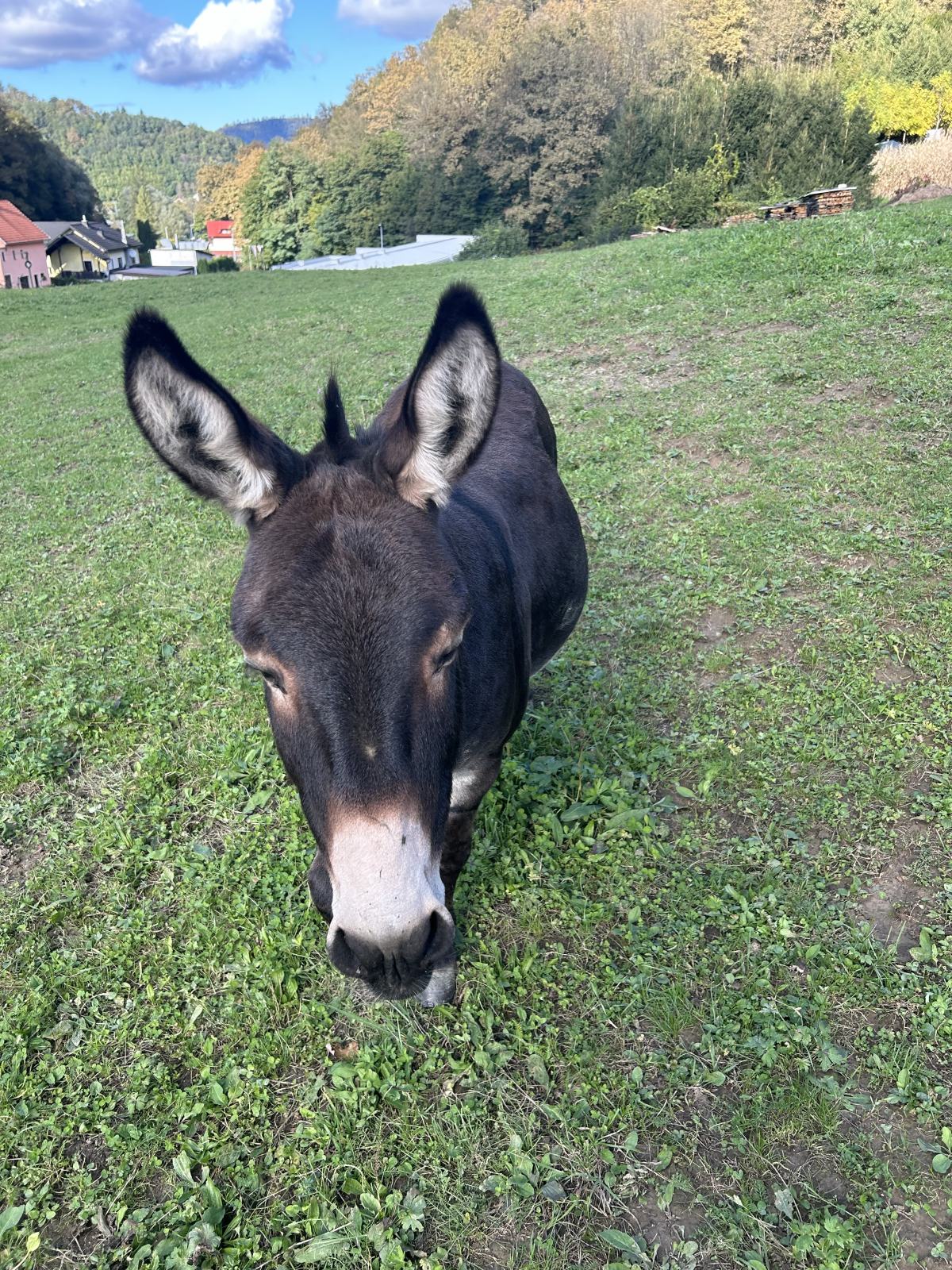 Magarac primorsko-dinarski