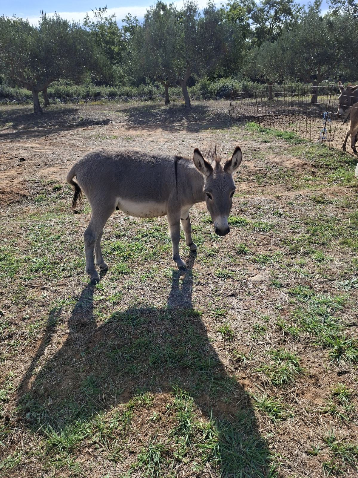 Magarac(pule). starosti 10 mj,eko uzgoj