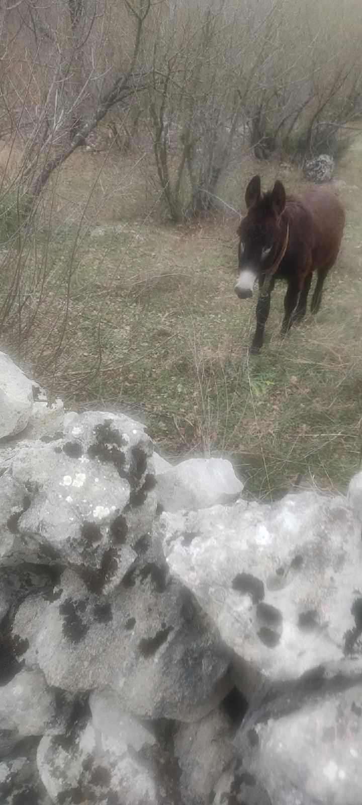 Magarac