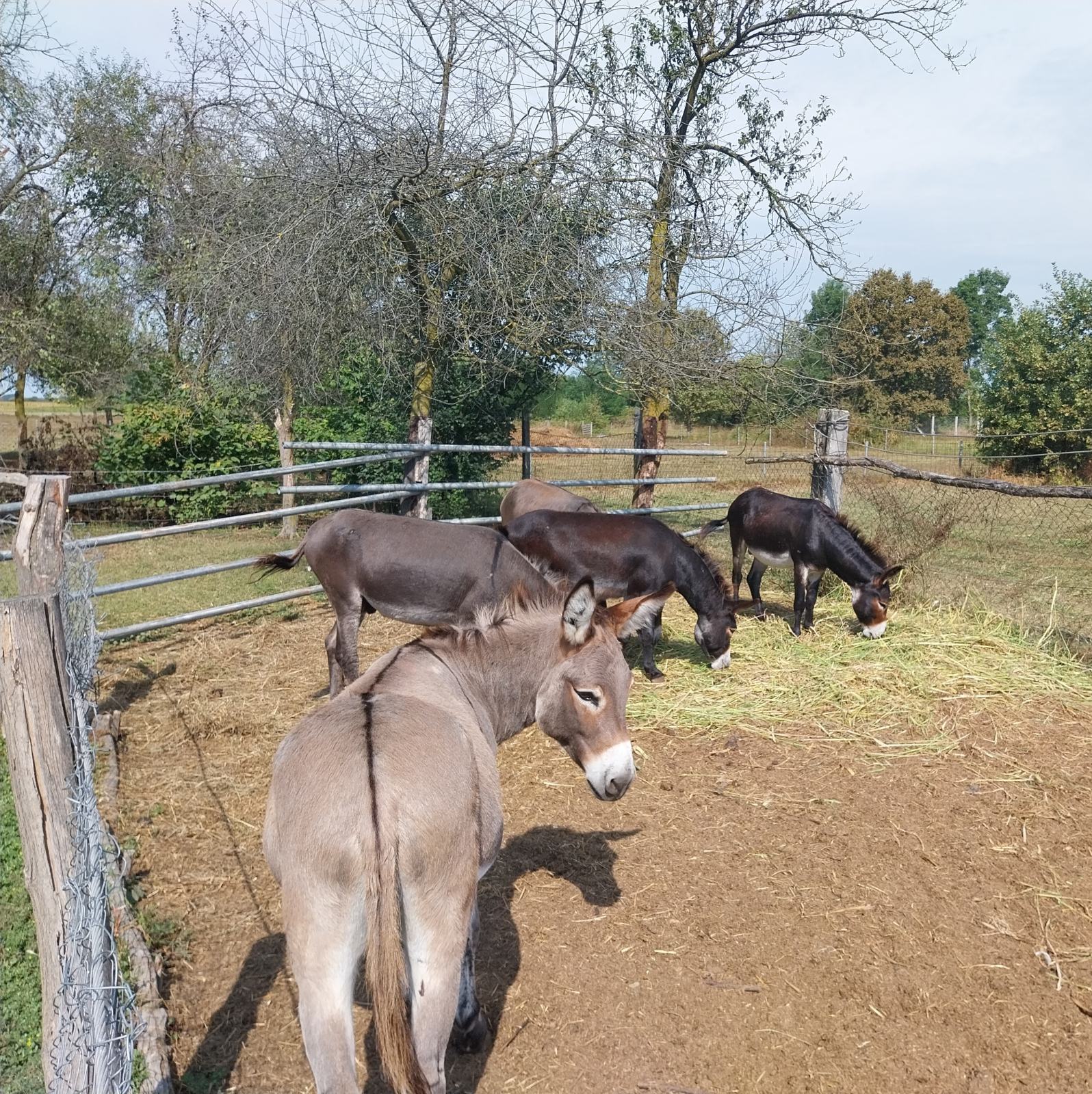 magarci primorsko dinarski