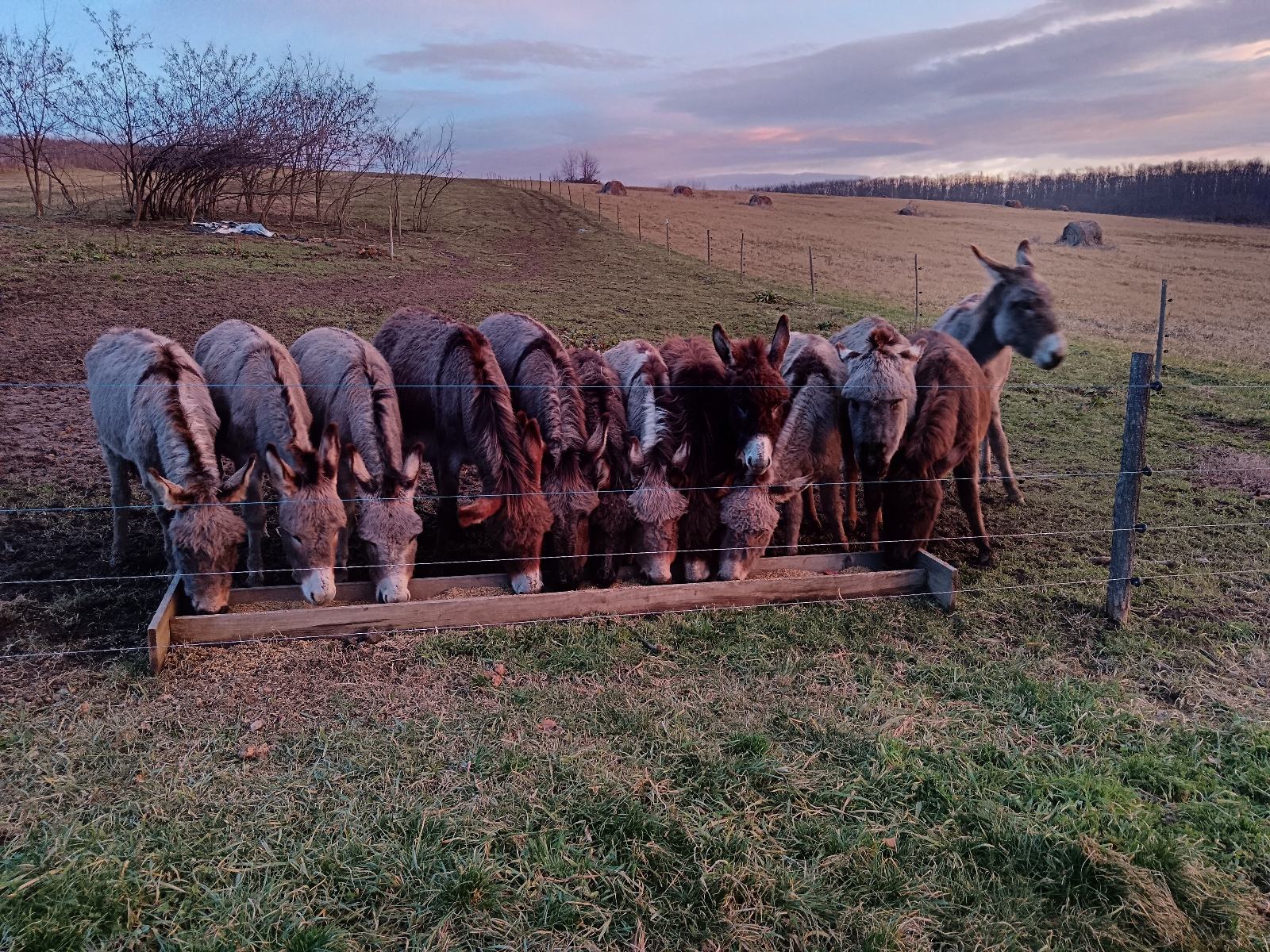 magarci Primorsko dinarski