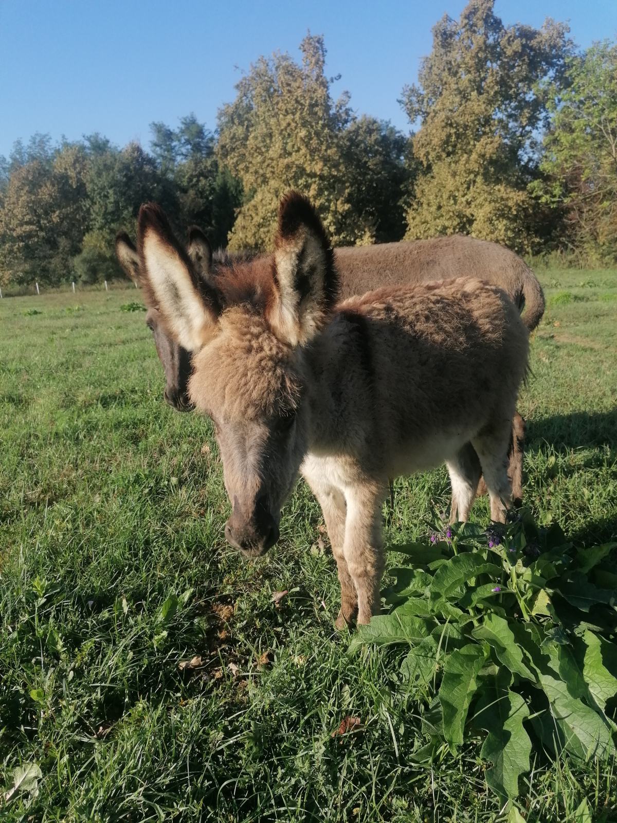 MAGARCI-MUŠKI PRIMORSKO-DINARSKI-RASPLOD