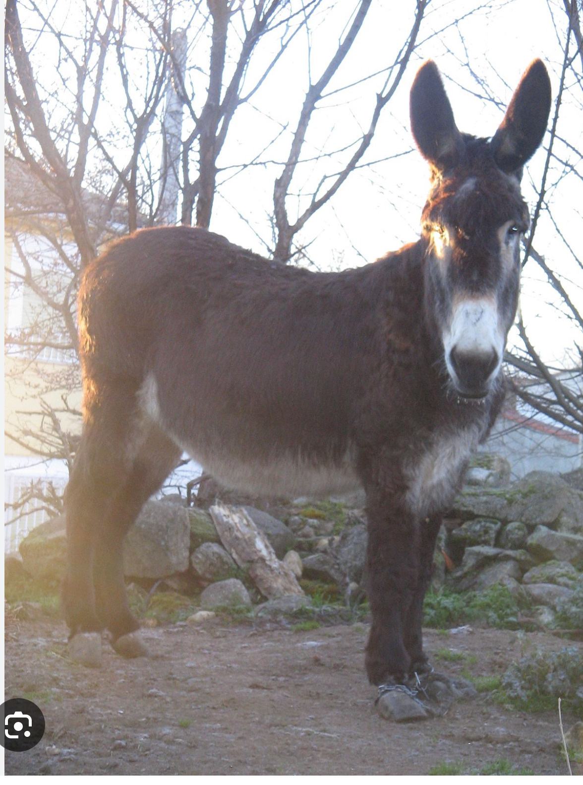 Poklanjam magarca radi preseljenja