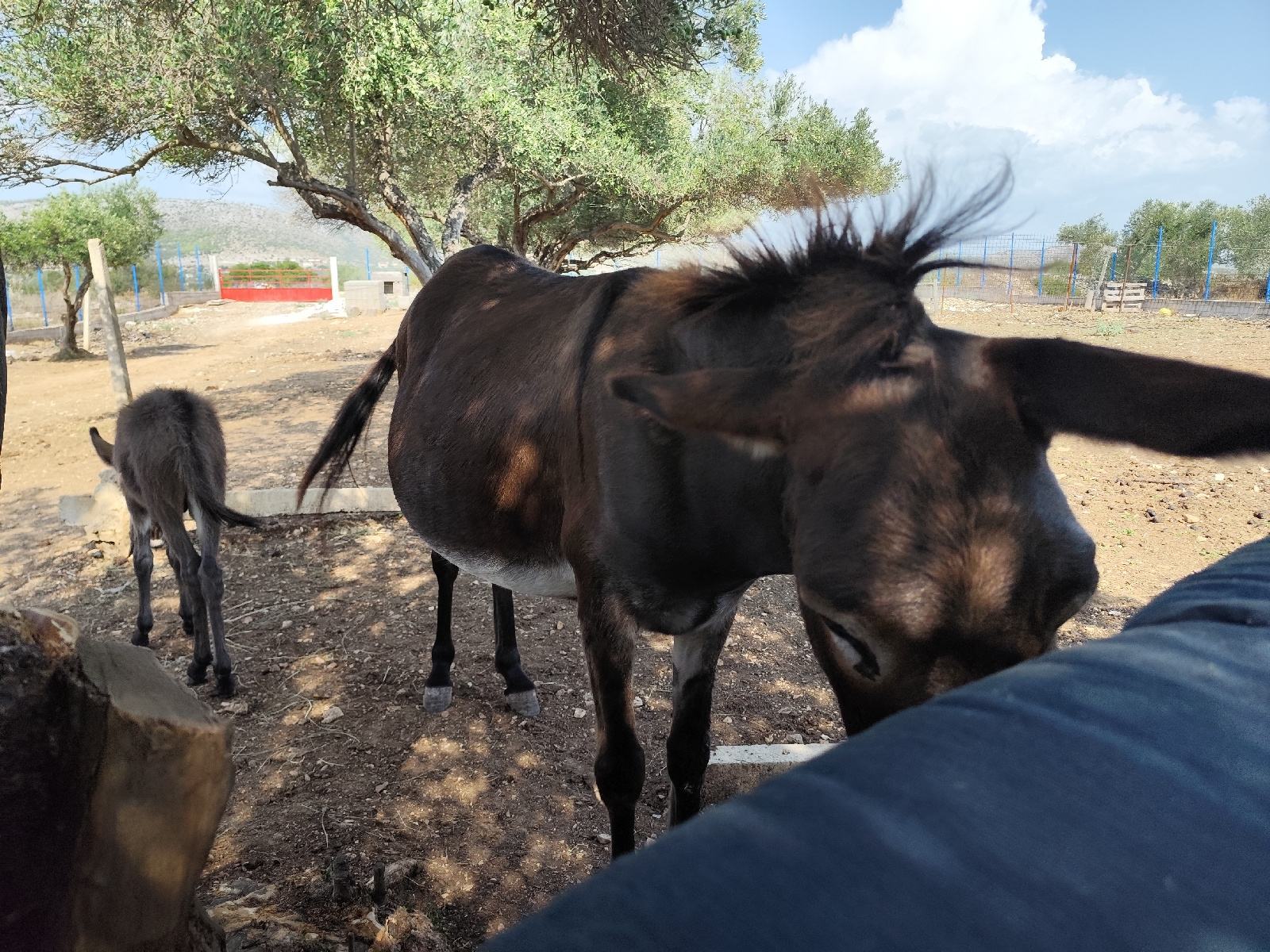 Primorsko Dinarska Magarica sa Puletom