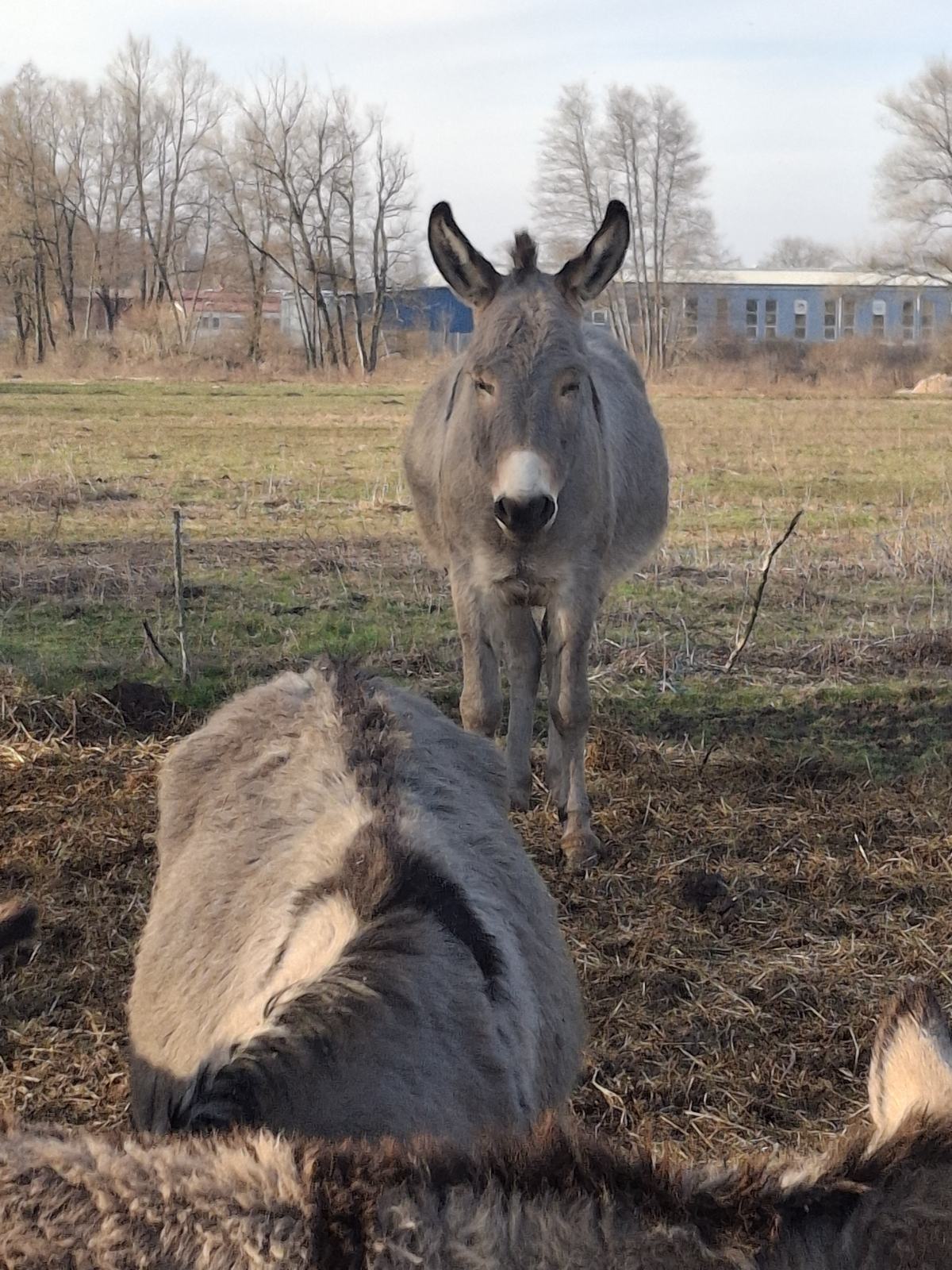 Primorsko dinarski magarac