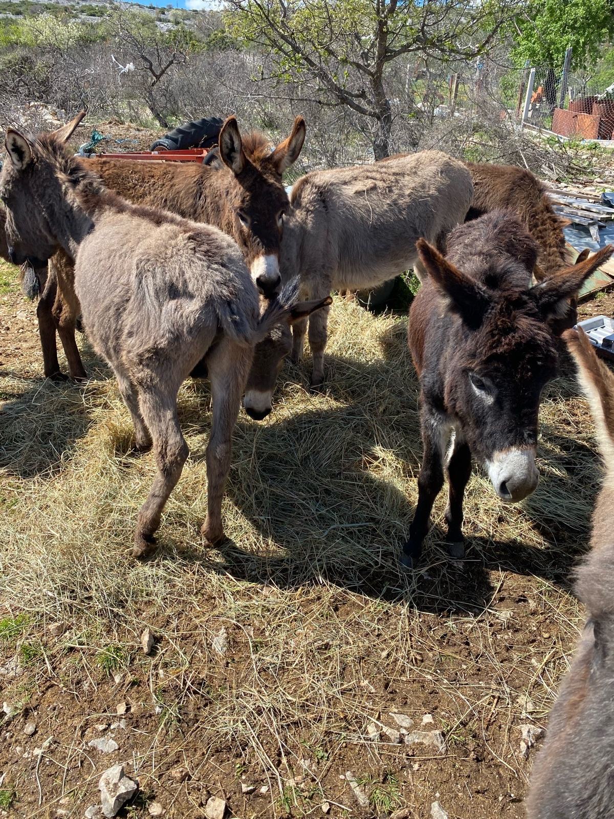 PRIMORSKO DINARSKI MAGARCI