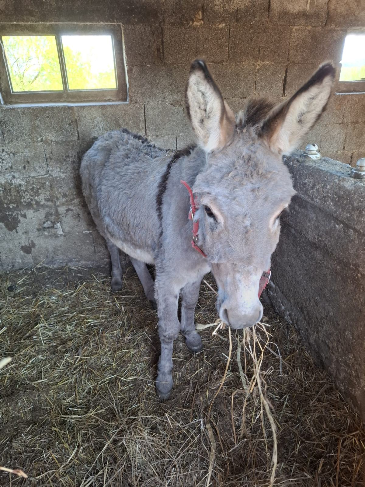 Prodajem 2 magarice spulne i magarca