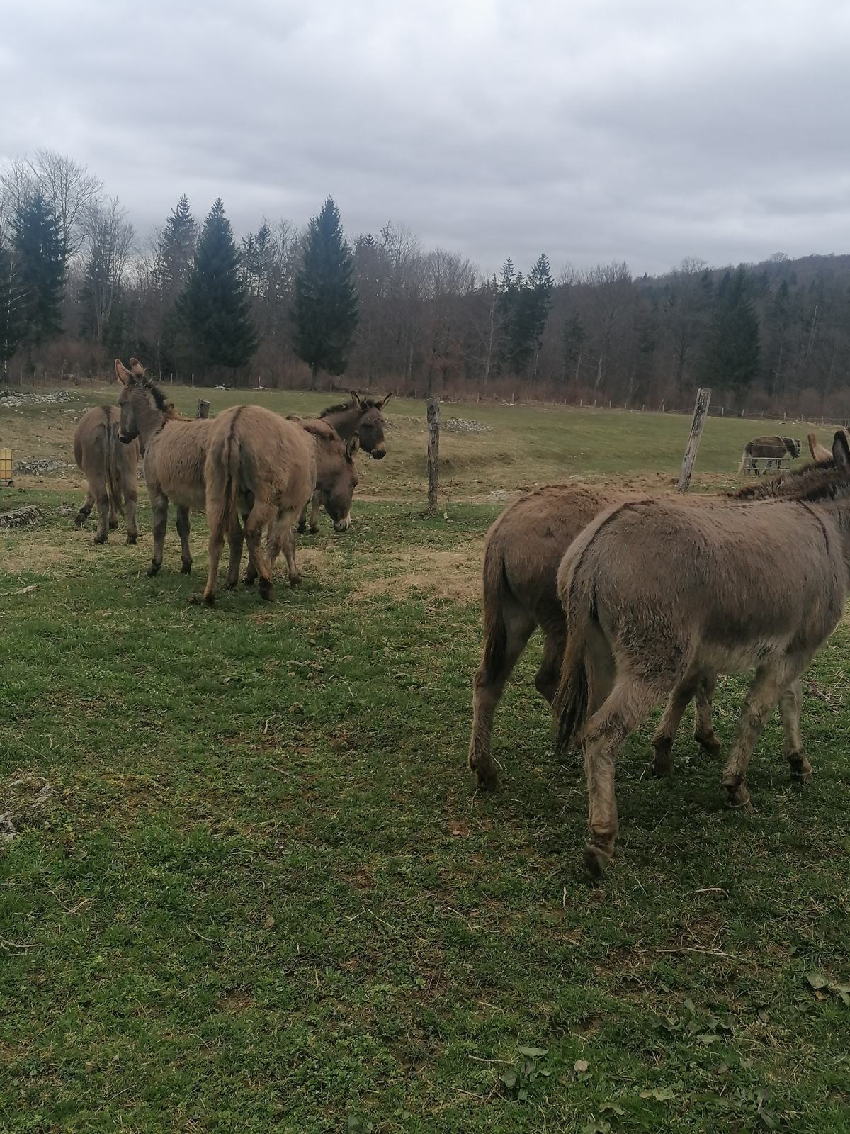 Prodajem 6 ženskih magarica i magarca
